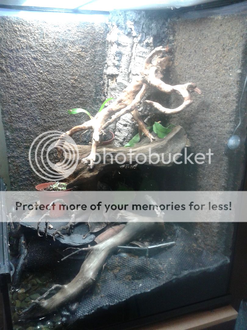 Newbie Dart Frog build - 2nd attempt | Reptile Forums