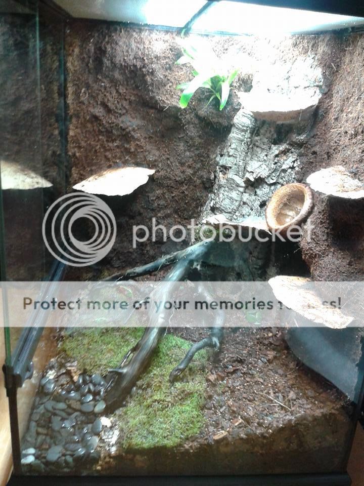 Newbie Dart Frog build - 2nd attempt | Reptile Forums