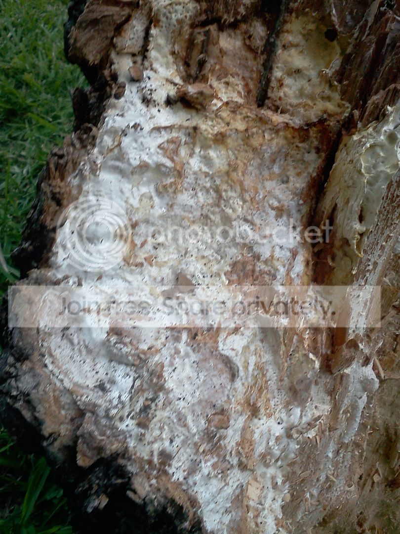Heart Decay and Root Decay | The BuzzBoard