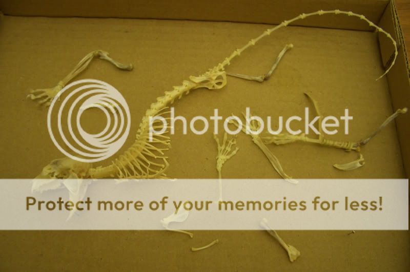 Morphology. Drawing. Life.