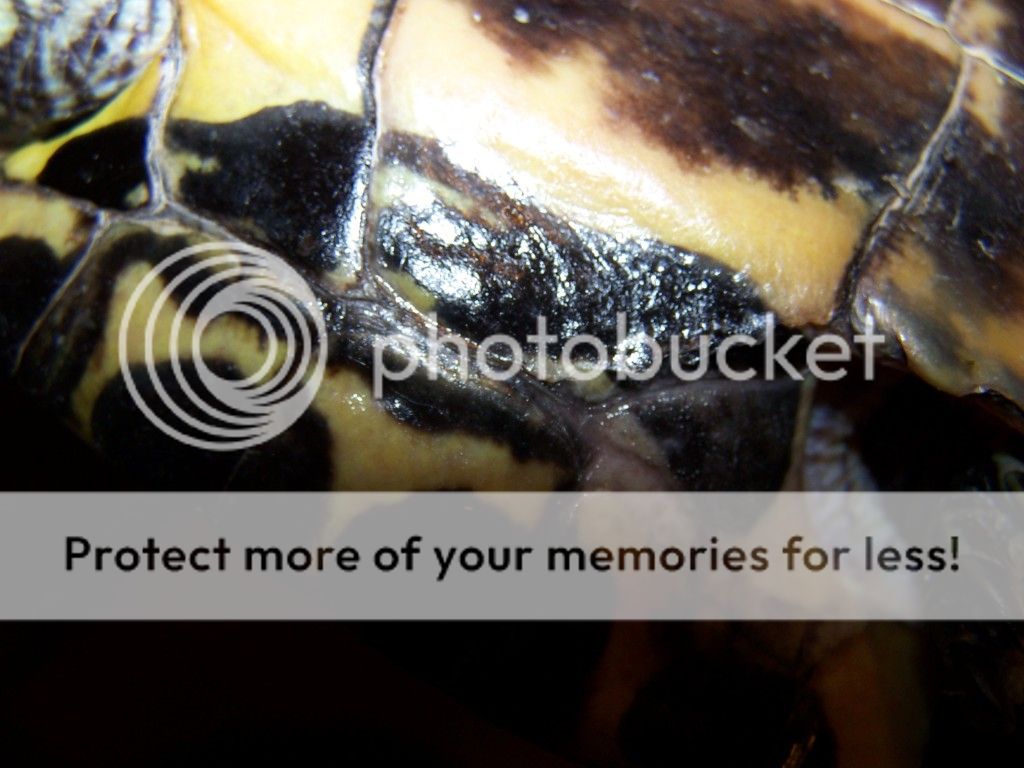 Redearslider.com :: View topic - Male turtle with shell problems