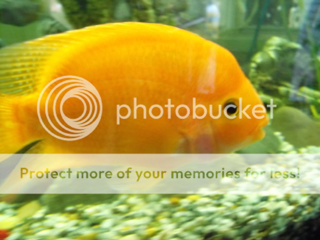 Red Devil Or Blood Parrot? | Fish Forum