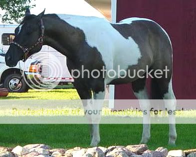 View topic - Silver Lake Stables Semi-Lit Please Join - Chicken Smoothie