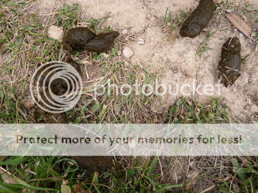 Nice leopard poo! | Tortoise Forum